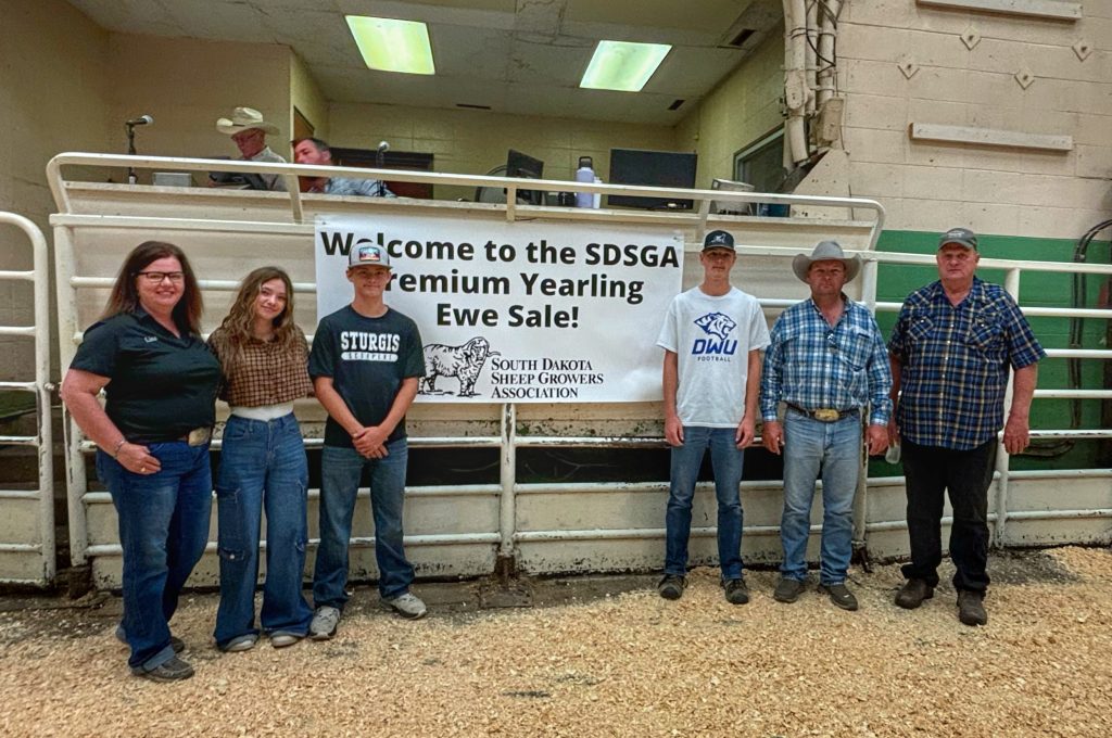 Premium ewe sale sees internet sales increase | TSLN.com