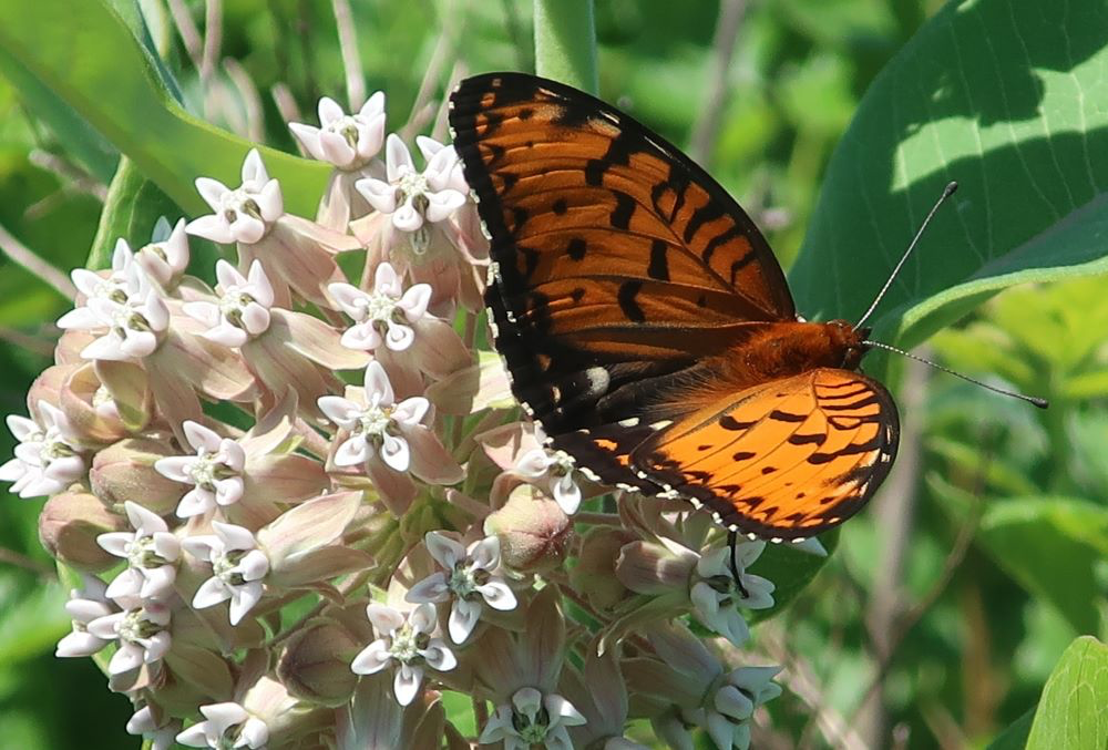 USFWS Proposes Endangered Species Act Protection for Both Subspecies of ...