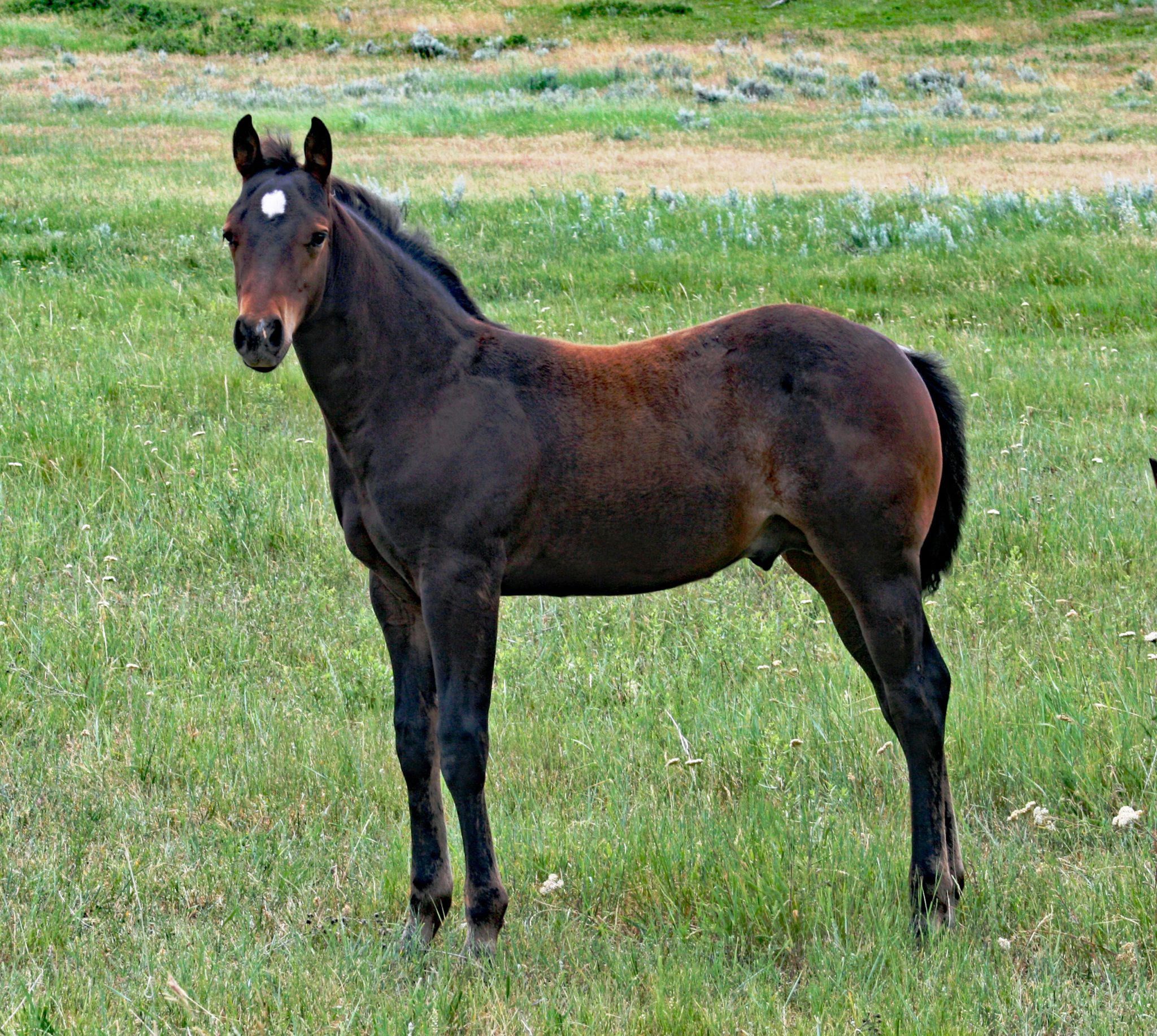 Big Horn Classic Performance Horse & Production Sale | TSLN.com