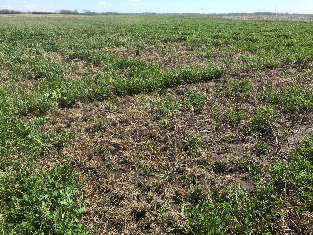 SDSU Sow and Grow with Sara: Fall Alfalfa Management, Winter Wheat ...