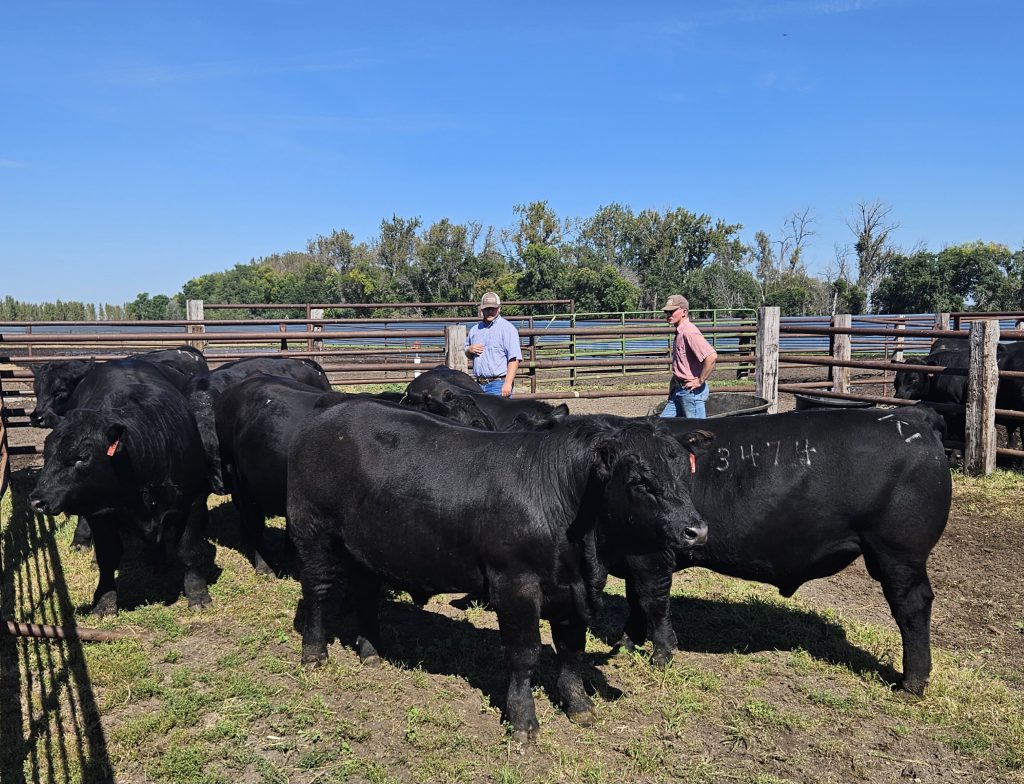North Dakota Fall Angus Tour held Sept. 14-16 | TSLN.com