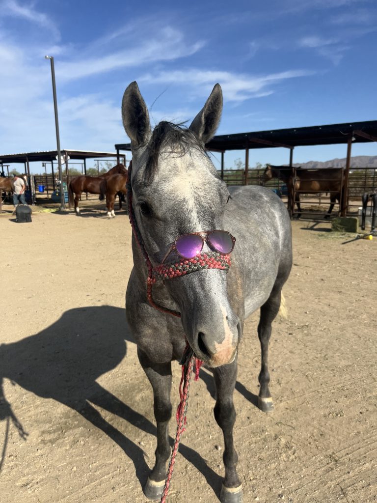 Miss Rodeo Colorado 2023 Won NILE Raffle Filly | TSLN.com