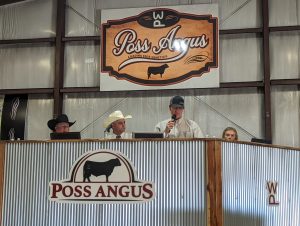 Poss Angus Fall Female Sale | TSLN.com