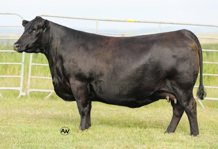 Poss Angus Fall Female Sale | TSLN.com