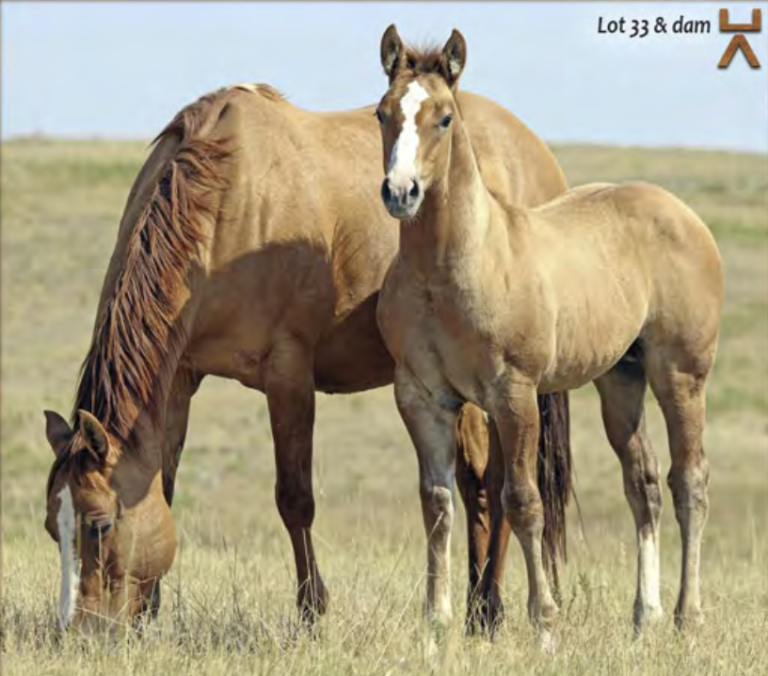 Hunts’ Open Box Rafter Ranch Performance Horse Sale with guest ...
