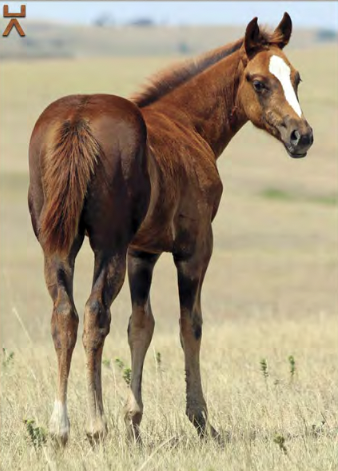 Hunts’ Open Box Rafter Ranch Performance Horse Sale with guest ...