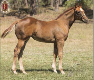Hunts’ Open Box Rafter Ranch Performance Horse Sale with guest ...