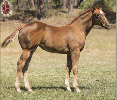 Hunts’ Open Box Rafter Ranch Performance Horse Sale with guest ...
