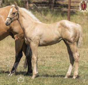Hunts’ Open Box Rafter Ranch Performance Horse Sale with guest ...