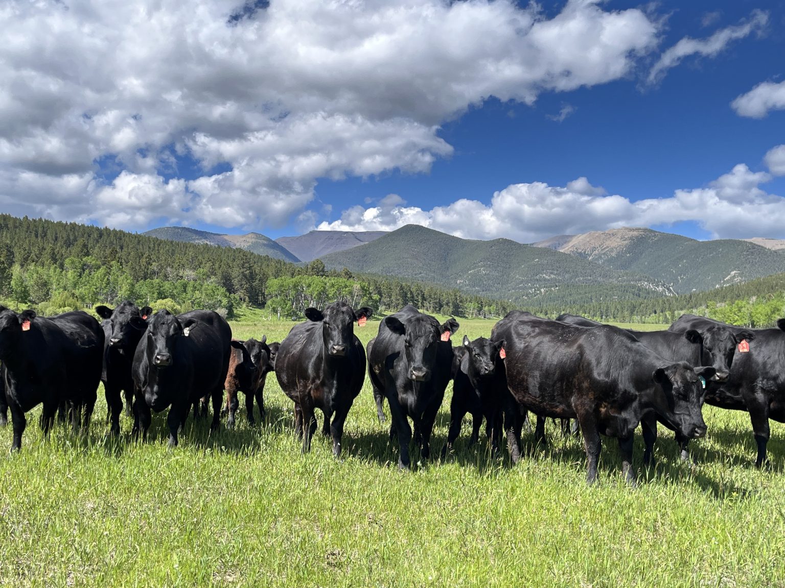 2024 Fall Cattle Journal | JC Heiken Angus & Sons | TSLN.com