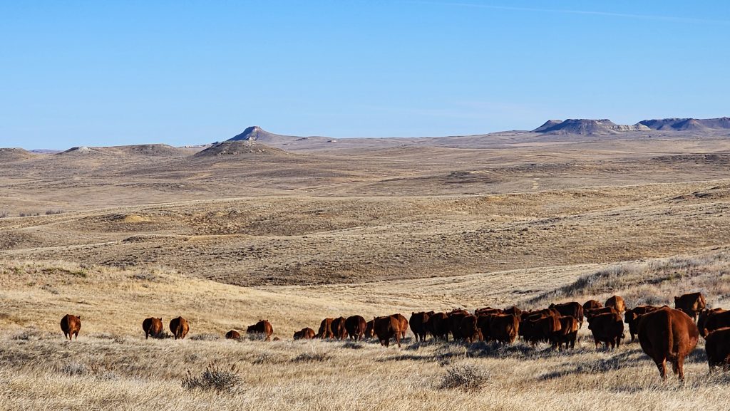 2024 Fall Cattle Journal | Milk Creek Reds | TSLN.com