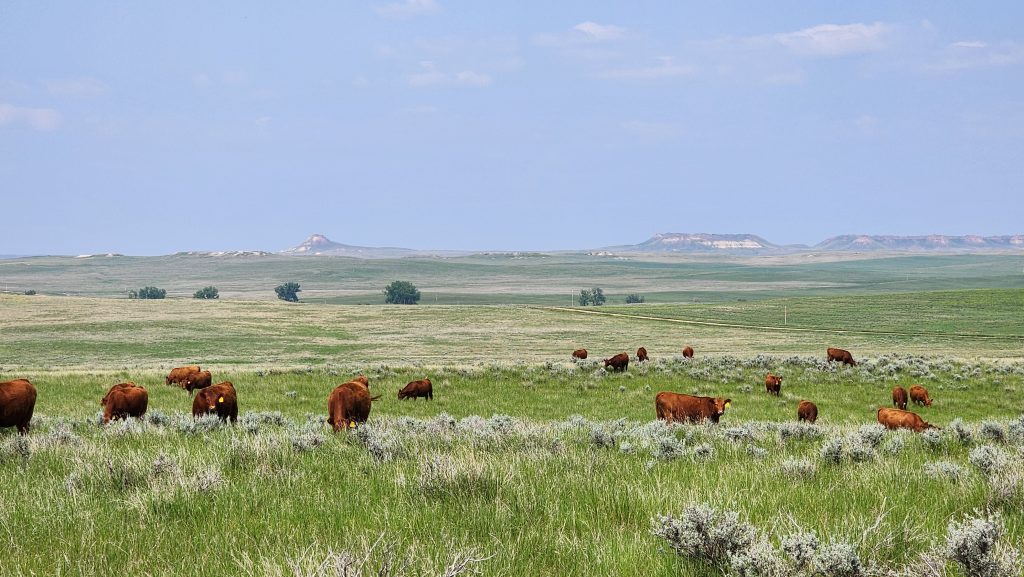 2024 Fall Cattle Journal | Milk Creek Reds | TSLN.com