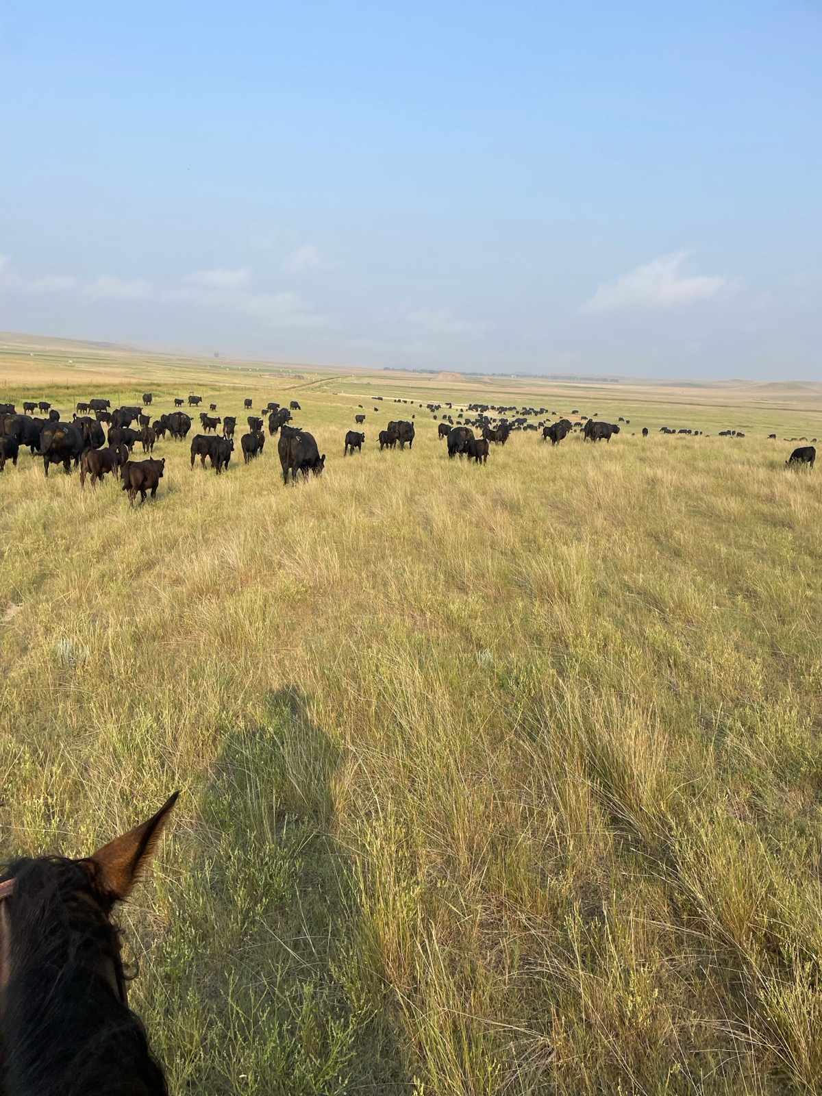 2024 Fall Cattle Journal | Wilken Angus Ranch | TSLN.com