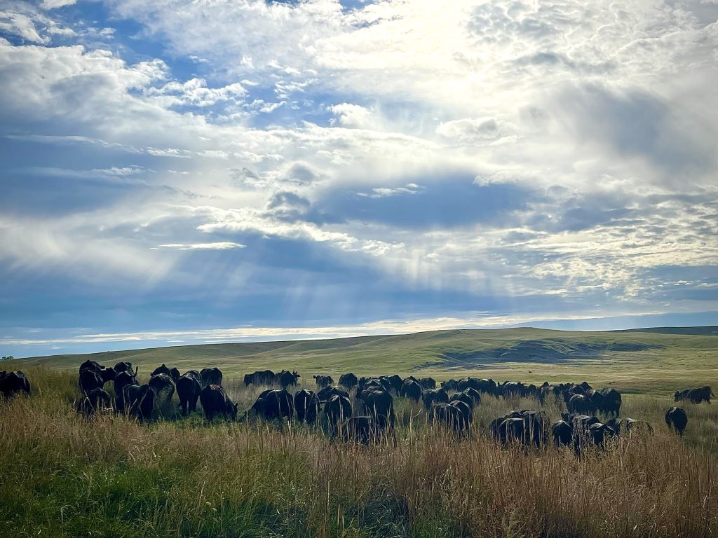 2024 Fall Cattle Journal | Beastrom Ranch | TSLN.com