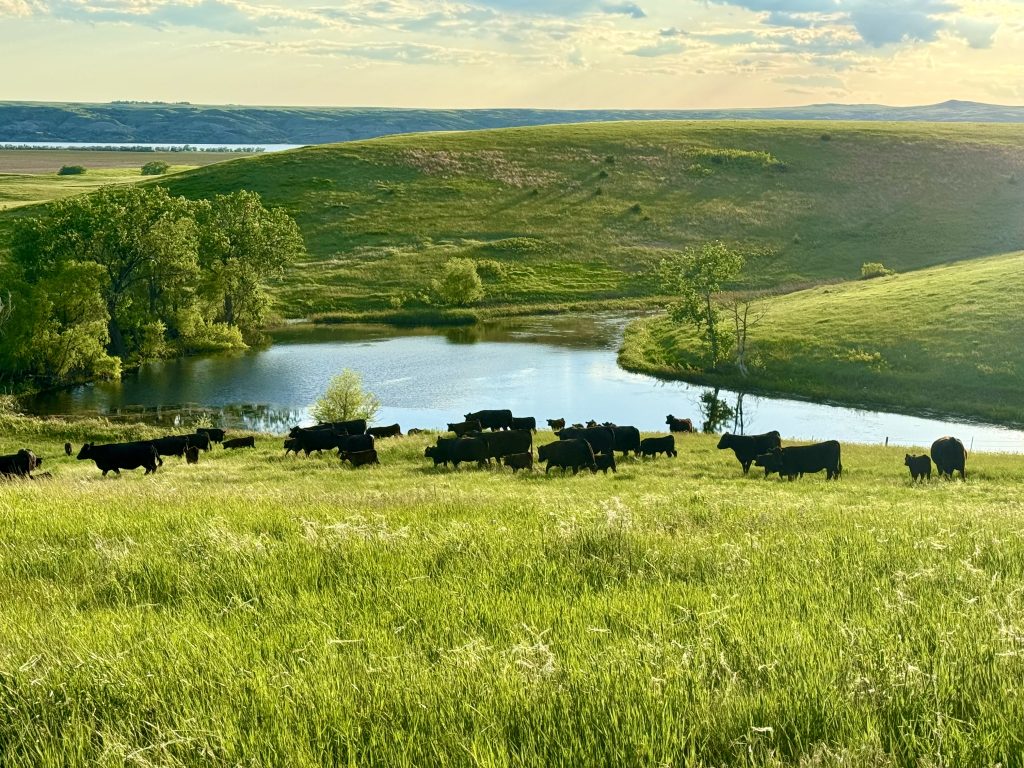 2024 Fall Cattle Journal | Beastrom Ranch | TSLN.com