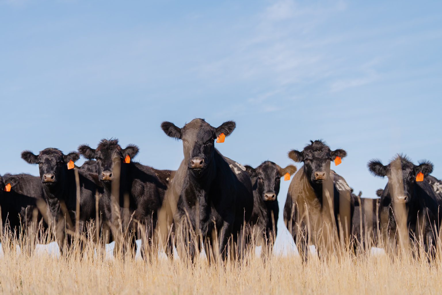 2024 Fall Cattle Journal | Cottonwood Angus Farms | TSLN.com