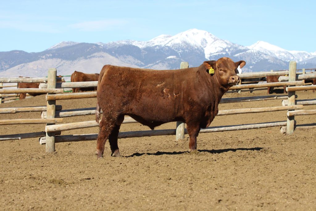 2024 Fall Cattle Journal | Making an Impact: 5L Red Angus | TSLN.com