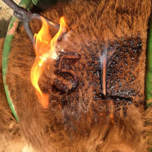 2024 Fall Cattle Journal | Making an Impact: 5L Red Angus | TSLN.com