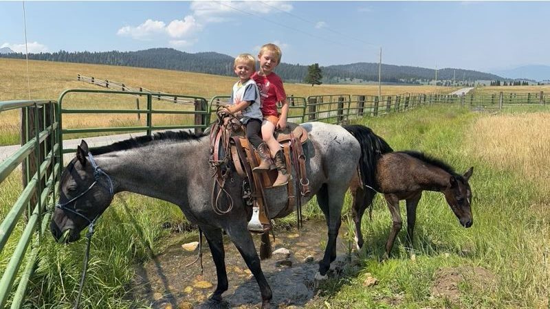 2024 Fall Cattle Journal | Making an Impact: 5L Red Angus | TSLN.com