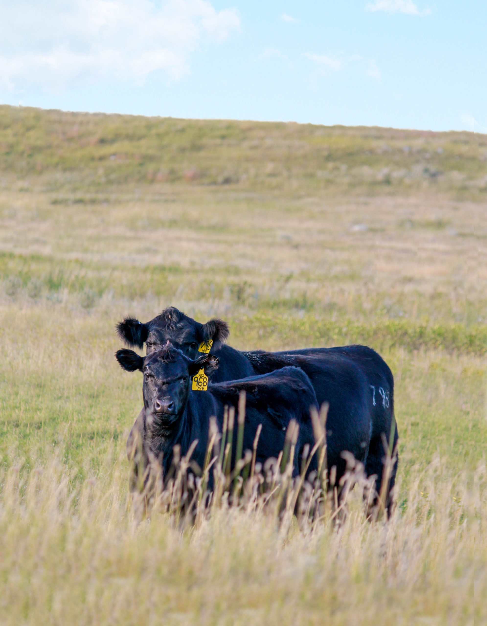2024 Fall Cattle Journal | Strommen Ranch: Maternal POWER® | TSLN.com