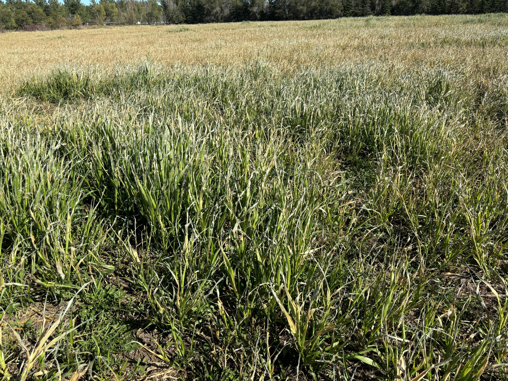 Use caution when grazing frost-damaged forage crops | TSLN.com