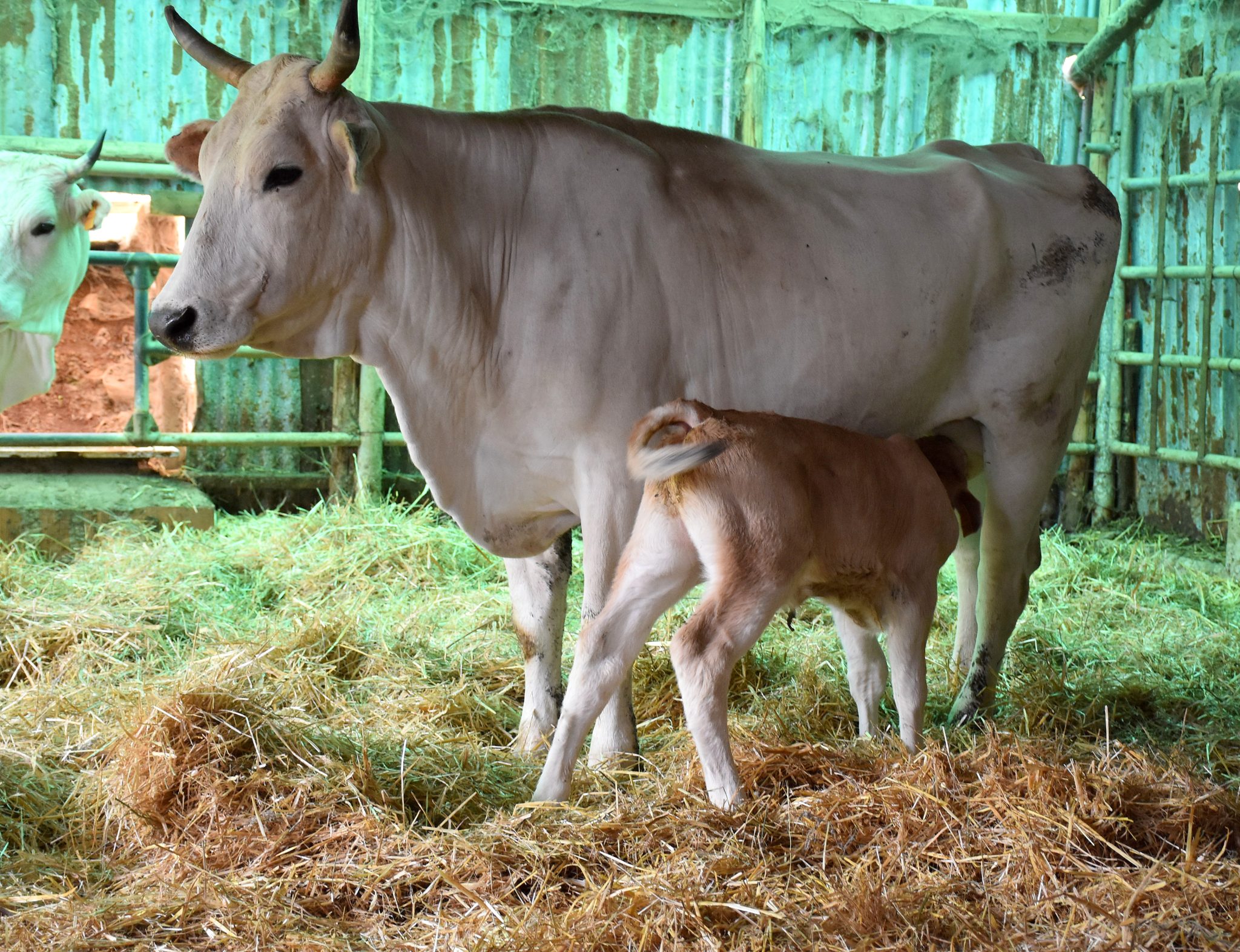 Chianina: Breeding the biggest and most aggressive cattle in the world ...