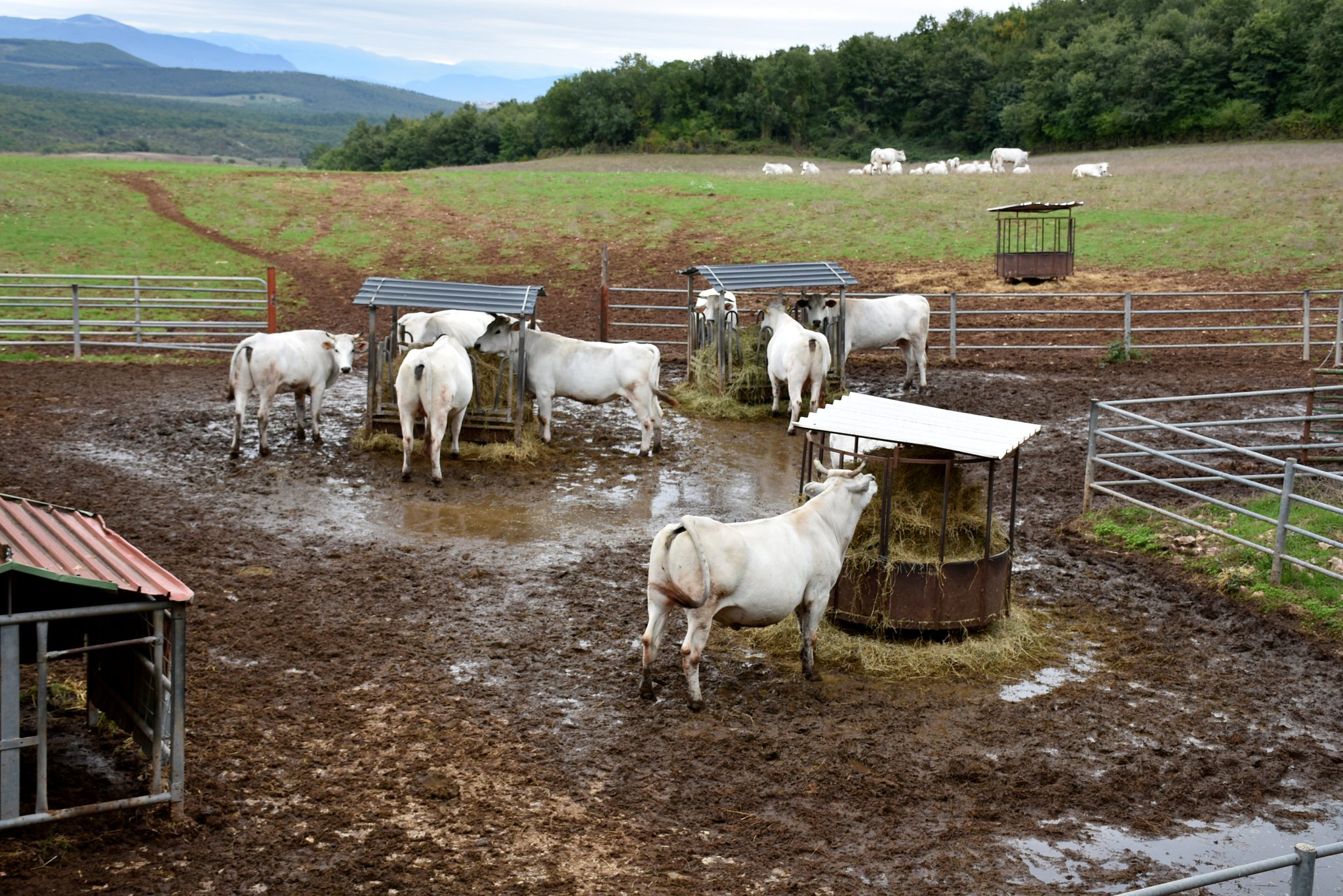 Chianina: Breeding the biggest and most aggressive cattle in the world ...