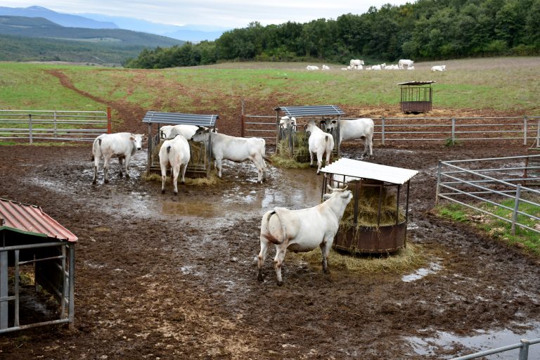 Chianina: Breeding the biggest and most aggressive cattle in the world ...