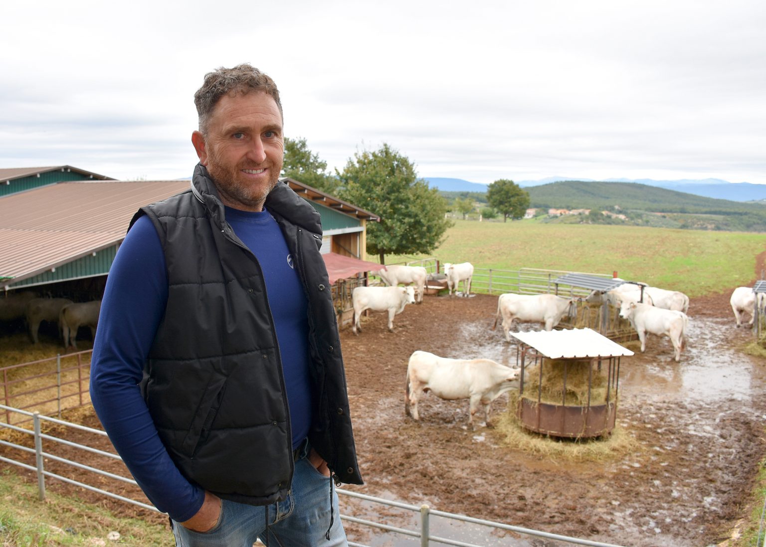 Chianina: Breeding the biggest and most aggressive cattle in the world ...