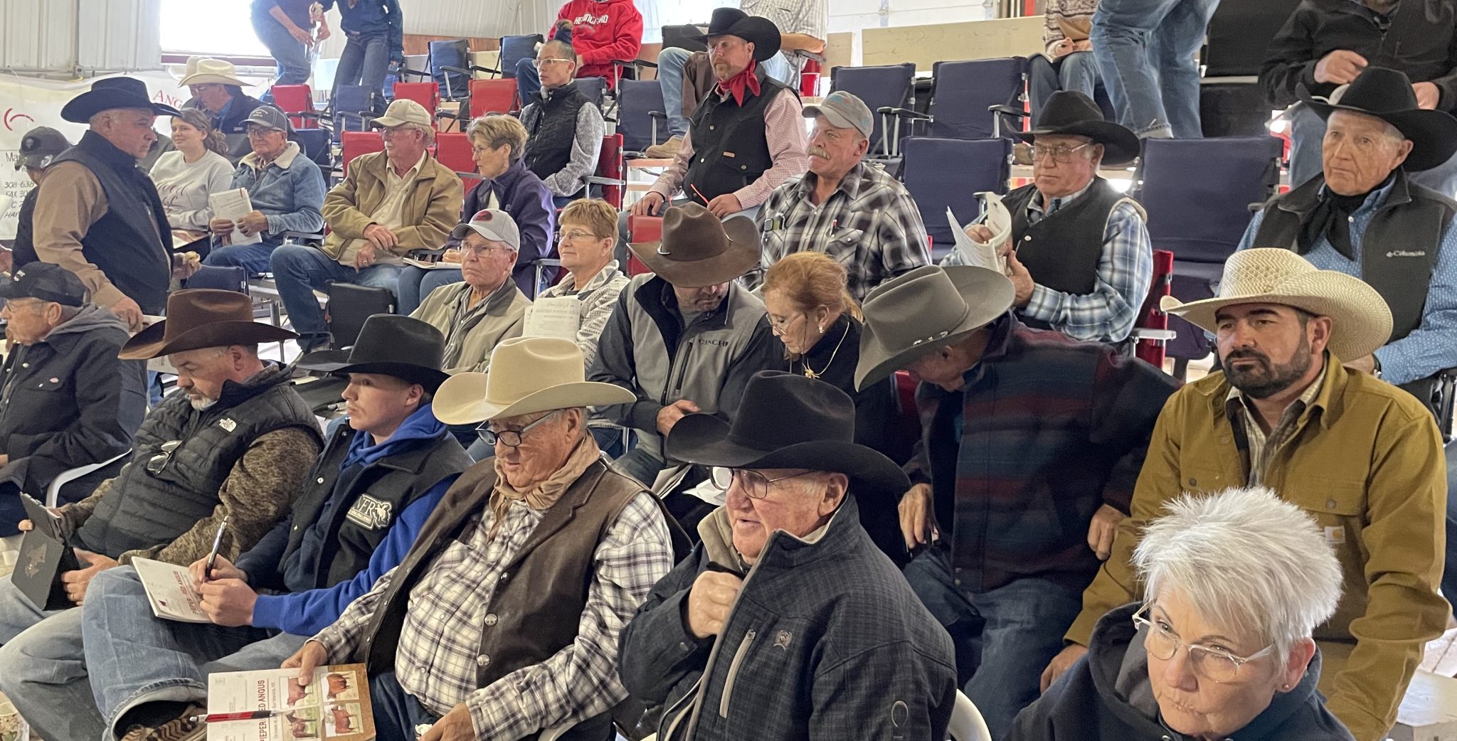 Pieper Red Angus Fall Run Production Sale | TSLN.com