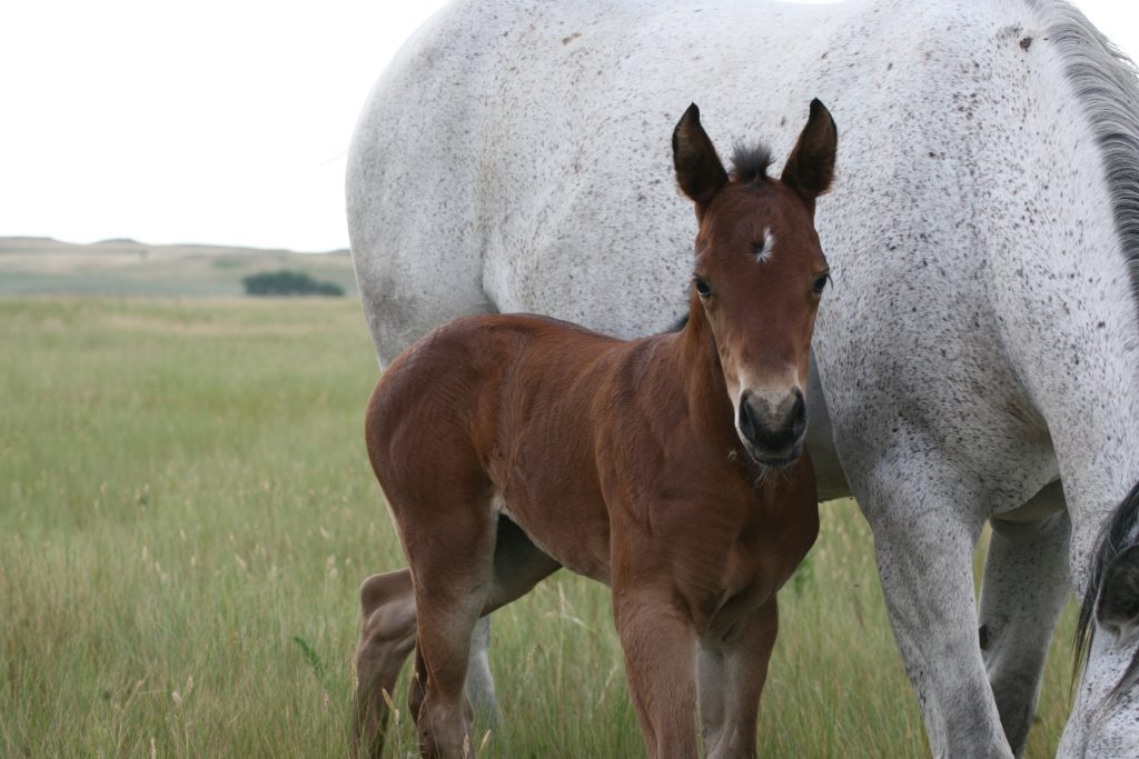 Stallion Showcase 2025 | Genetic Testing: A Useful Tool for Breeding ...