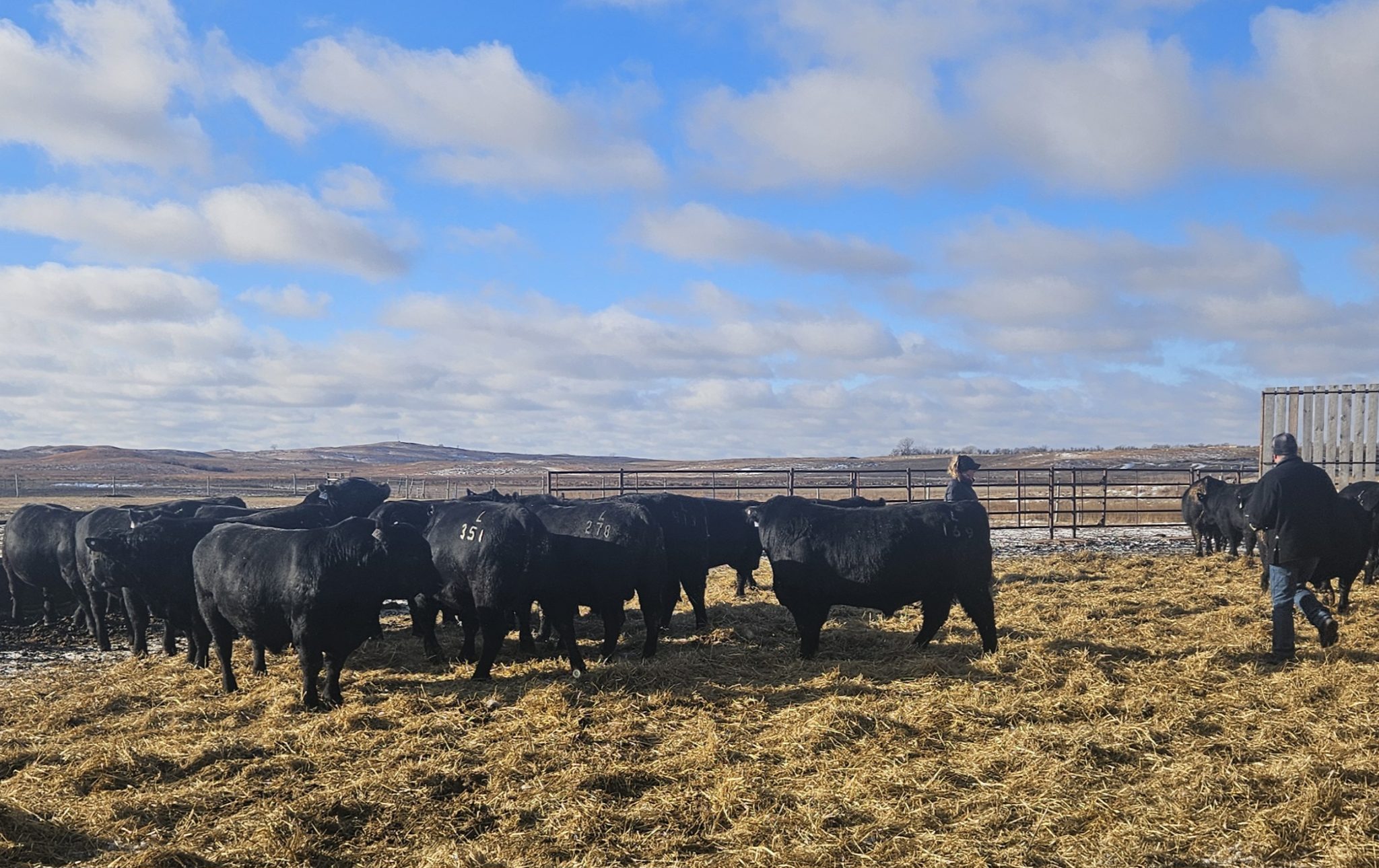 Spickler Ranch North Annual Production Sale | TSLN.com