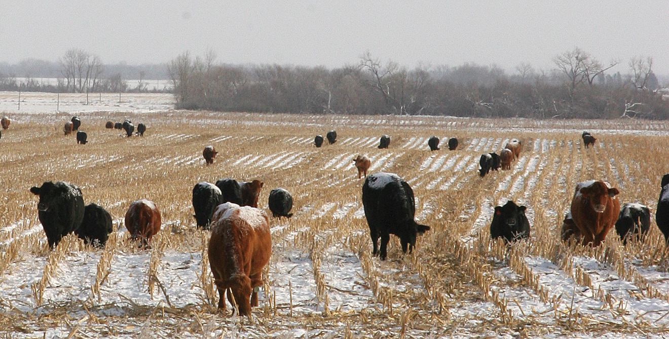 Winter Management of the Beef Cow Herd | TSLN.com