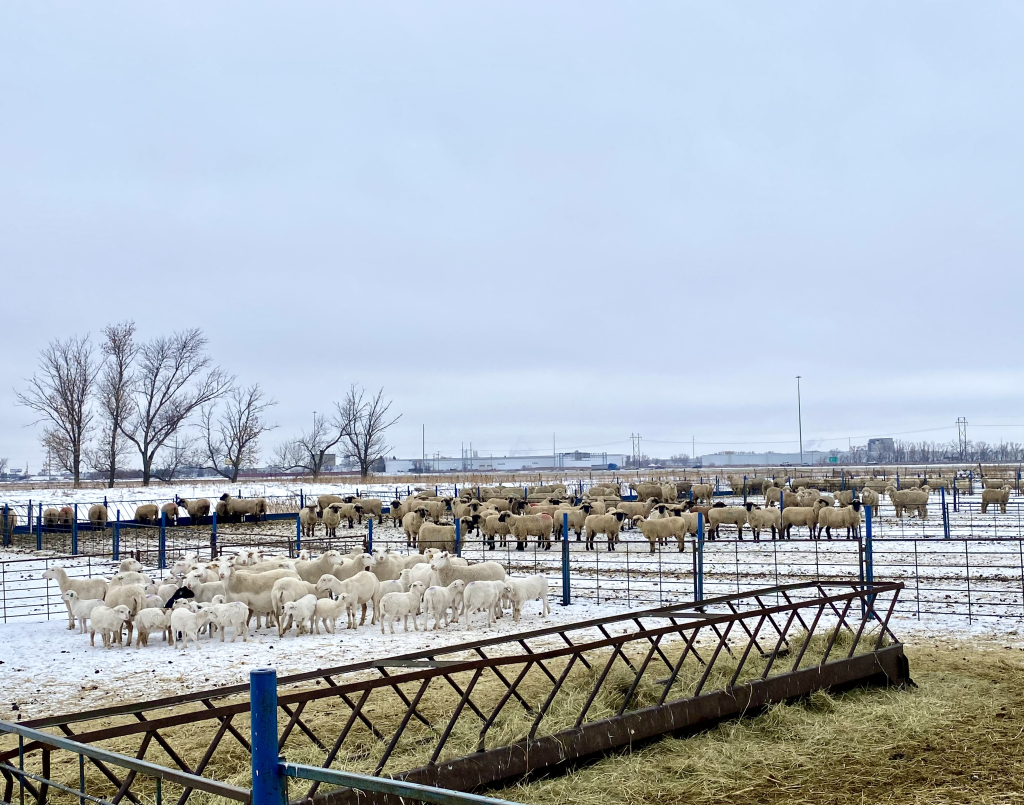 Sheep enthusiasts get tour of new meat lab during joint convention ...