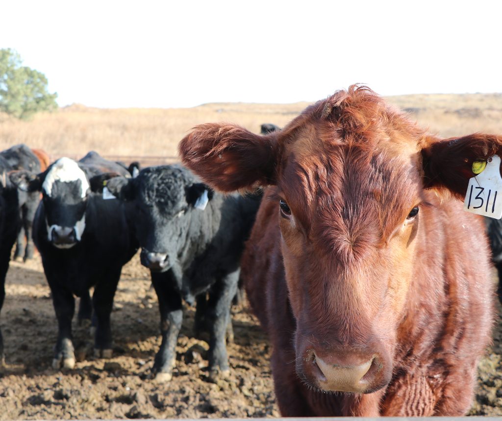 Webinar on Fundamentals of Feeding the Cow series returns | TSLN.com