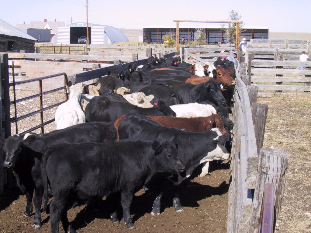 Winter Cattle Journal 2025 | Shortening the Calving Window: Reaping ...