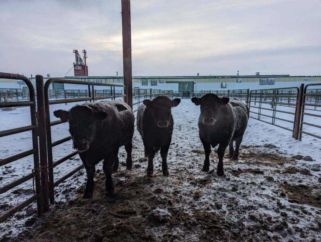 Winter Cattle Journal 2025 | Cattle Care: Bull Management | TSLN.com