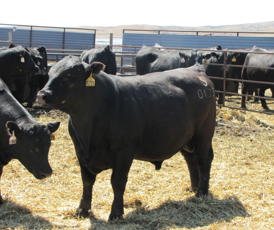 Winter Cattle Journal 2025 | Cattle Care: Bull Management | TSLN.com