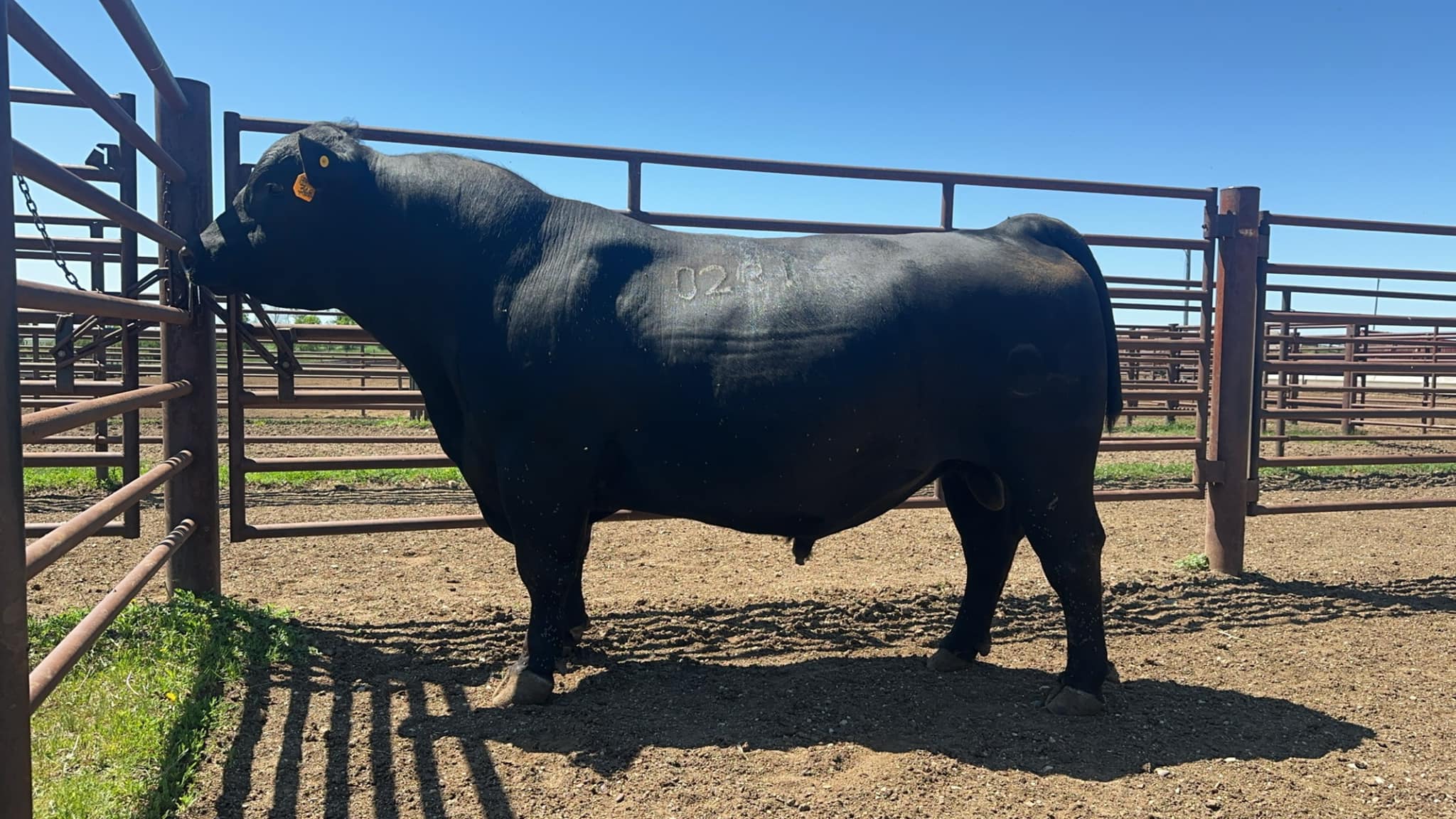 Winter Cattle Journal 2025 | Brooks Chalky Butte Ranch: More Than a ...