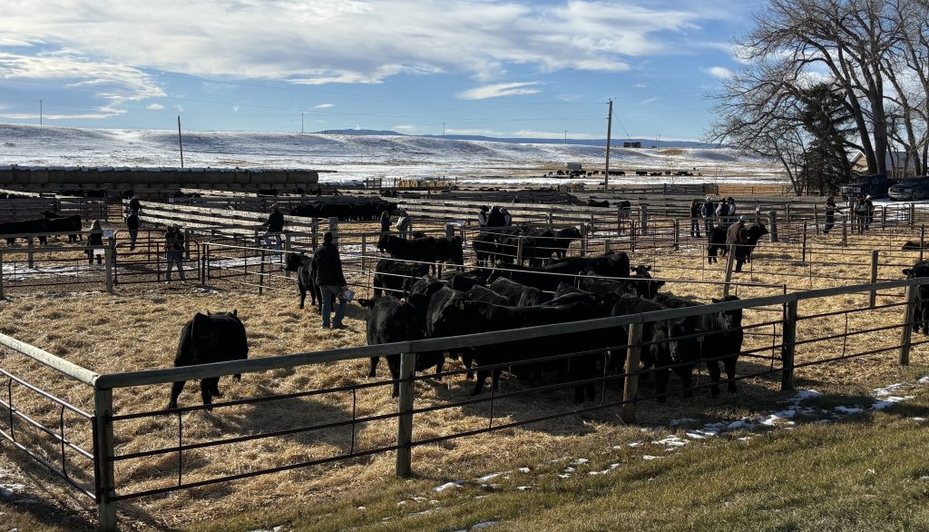 Stevenson Angus 64th Annual Fall Production Sale | TSLN.com