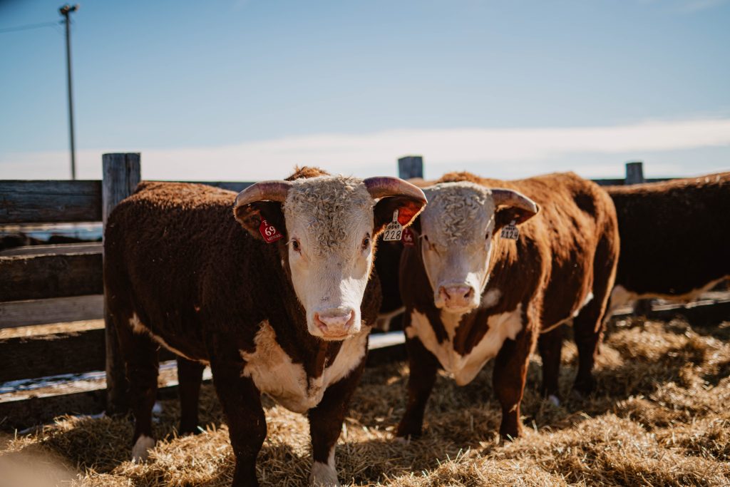 Winter Cattle Journal 2025 | Mrnak Hereford Ranch | TSLN.com