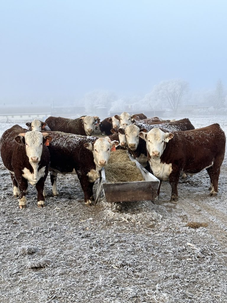 Winter Cattle Journal 2025 | Mrnak Hereford Ranch | TSLN.com