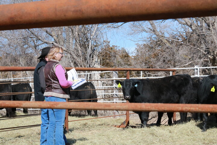 Know what your herd needs when buying bulls | TSLN.com