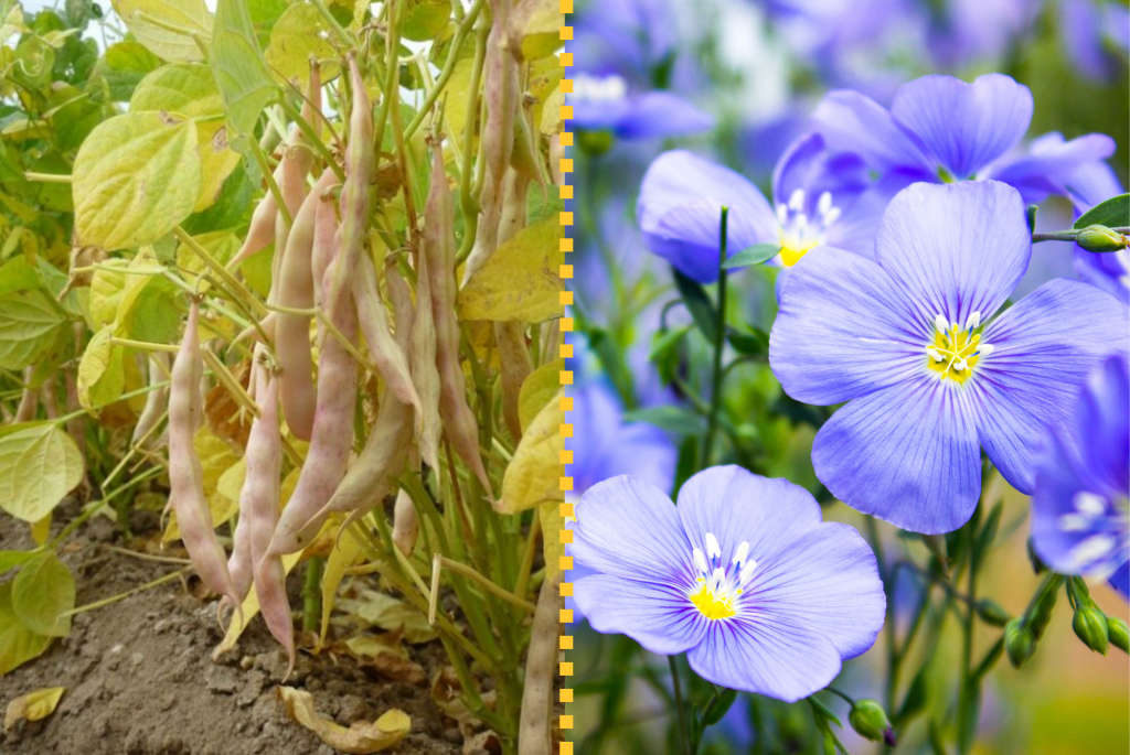 NDSU Extension to host Getting It Right in Flax and Dry Bean Webinars ...