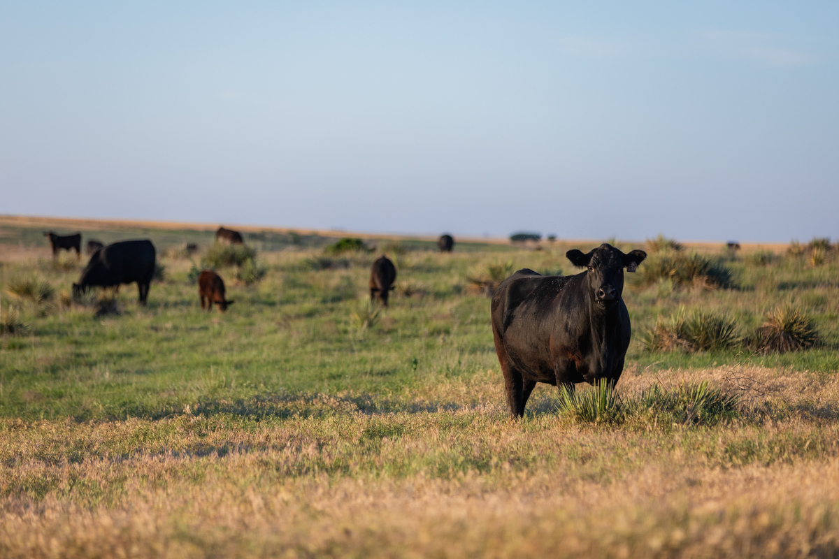Walt Family Earns Certified Angus Beef Commercial Award | TSLN.com