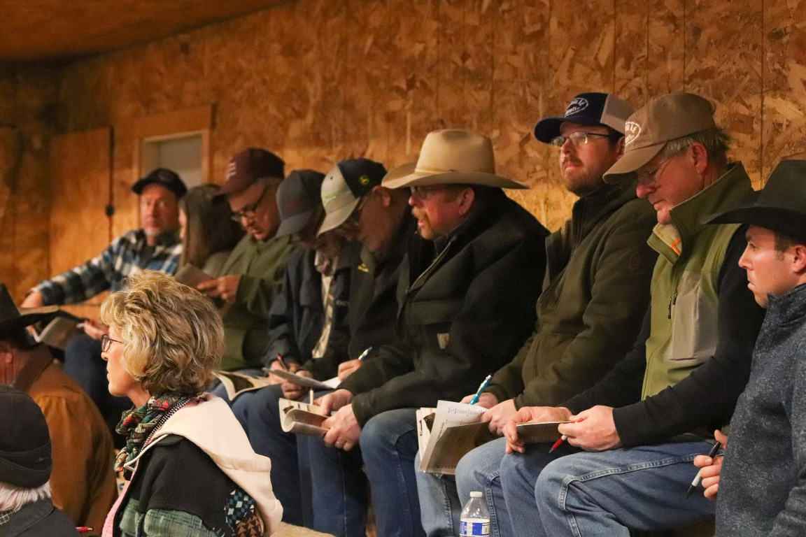 McConnell Angus Bull and Female Sale | TSLN.com