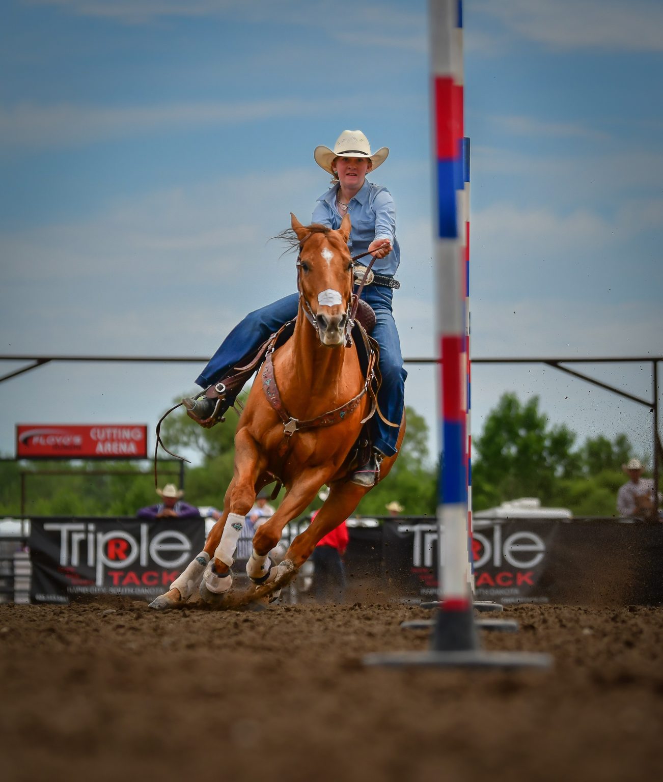 HOT CHILI: Pole bending, barrel racing horse named SDQHA AQHA Horse of ...