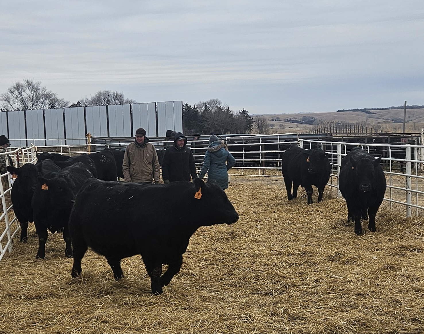 Koupal’s B&B Angus Sale | TSLN.com