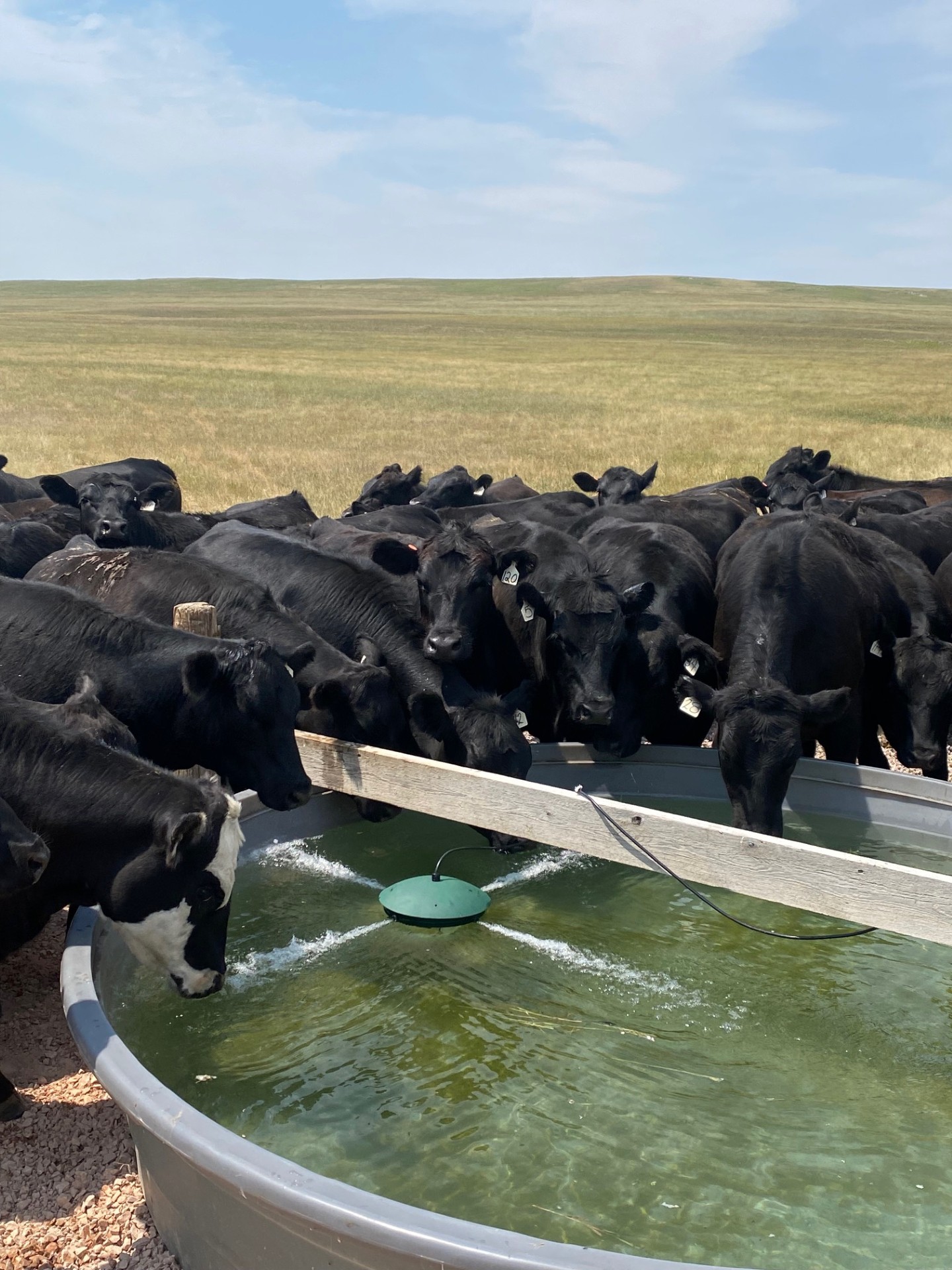 The Water Rippler: Wyoming rancher invents device to mitigate ice in ...