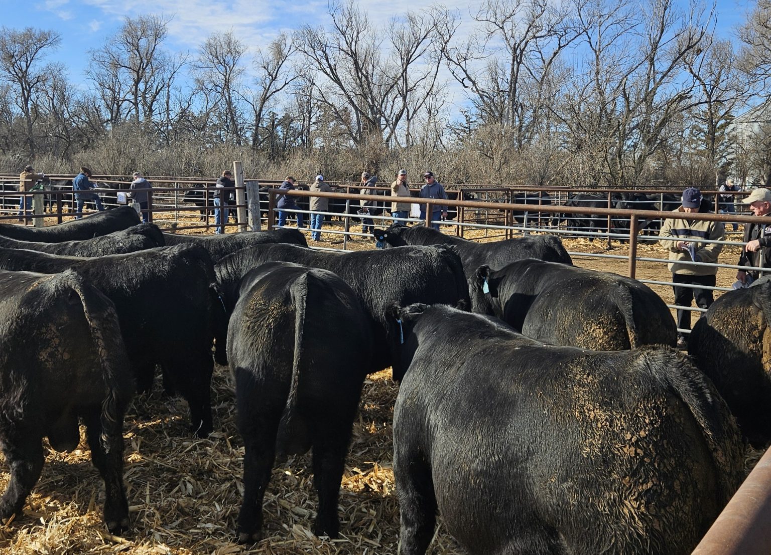 Mohnen Angus Bull Sale | TSLN.com